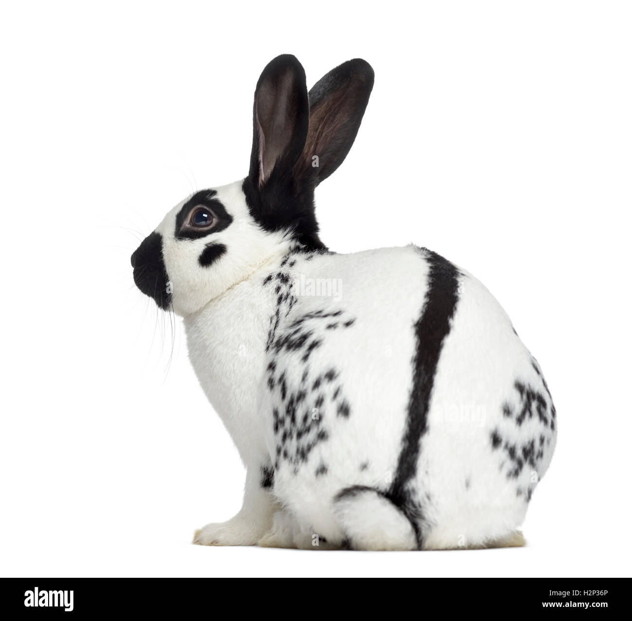 Rabbit rear view Cut Out Stock Images & Pictures - Alamy