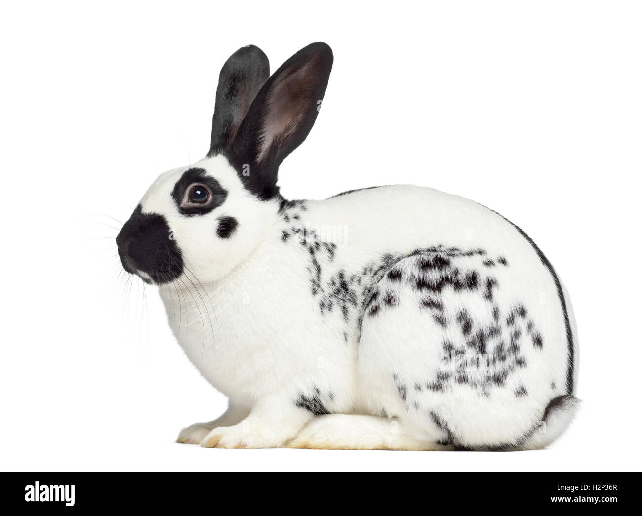 Side view of Checkered rabbit isolated on white Stock Photo - Alamy