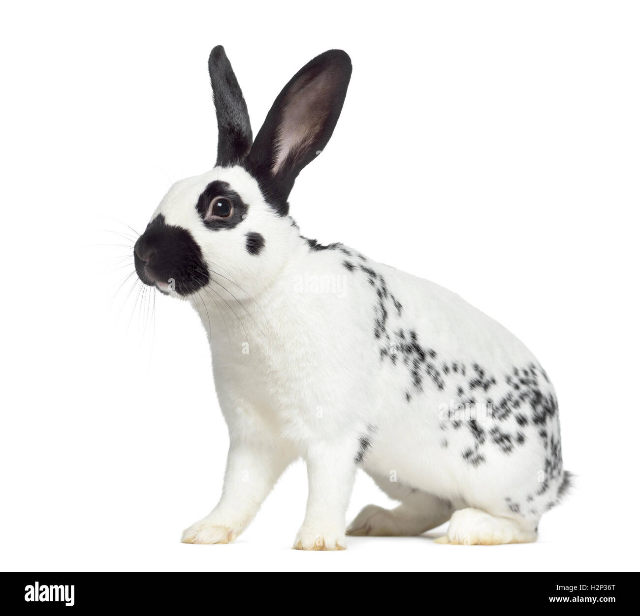 English Spot Rabbit Chocolate