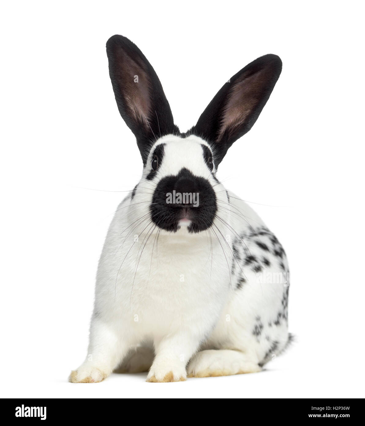 Front facing rabbit hi-res stock photography and images - Alamy