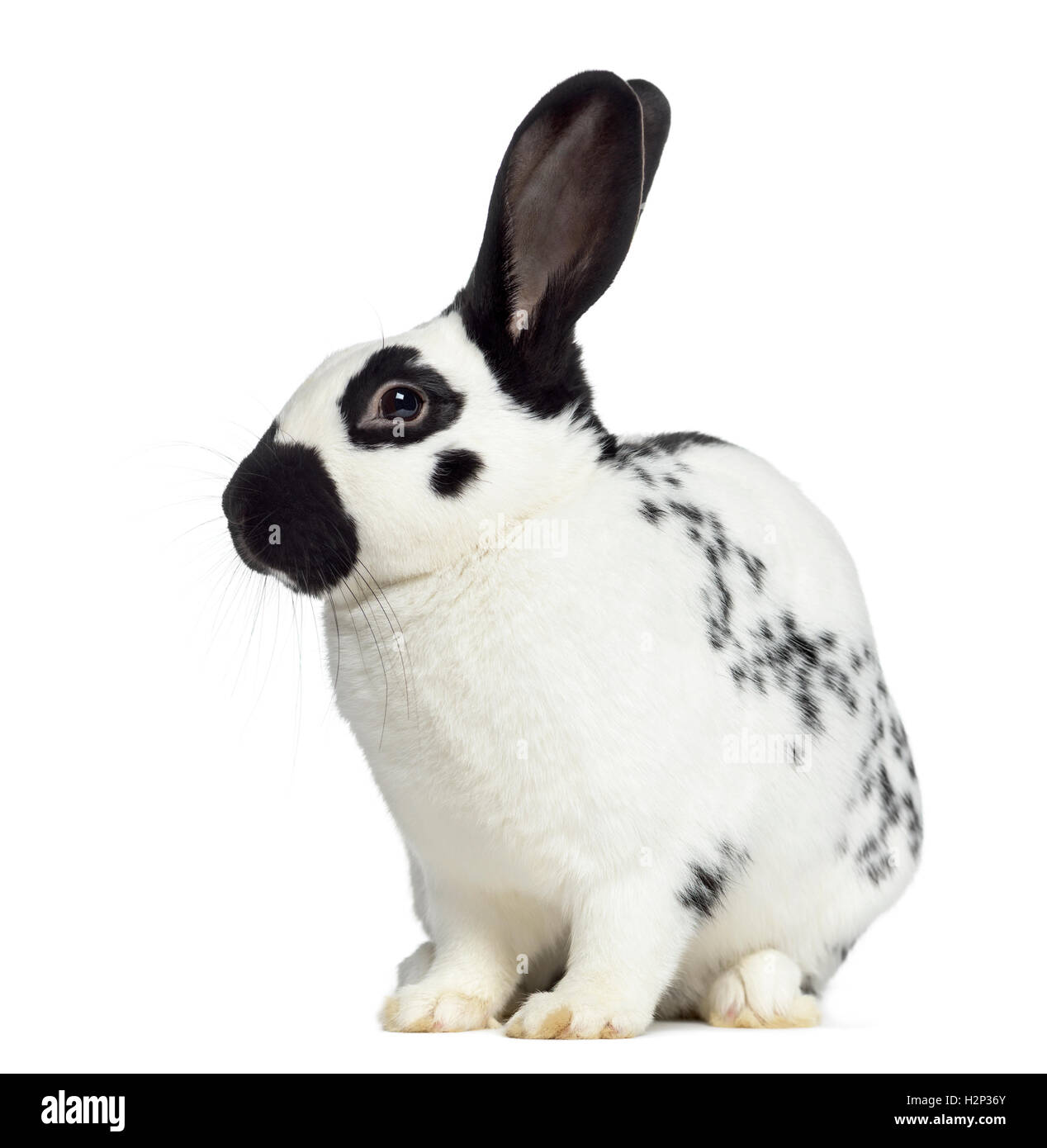 Side view of Checkered rabbit isolated on white Stock Photo - Alamy