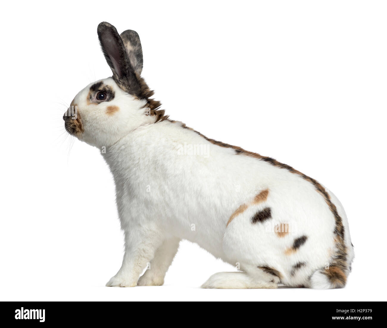 Side view of Checkered rabbit isolated on white Stock Photo - Alamy