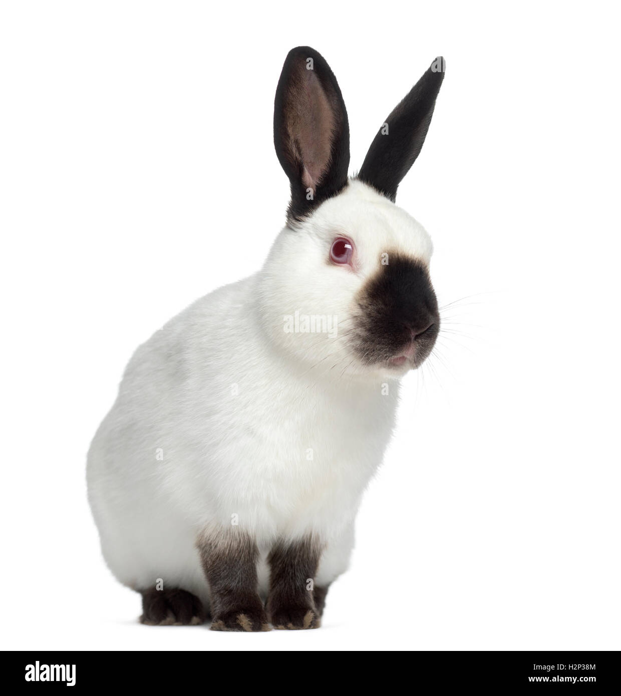Front view of Russian rabbit isolated on white Stock Photo - Alamy