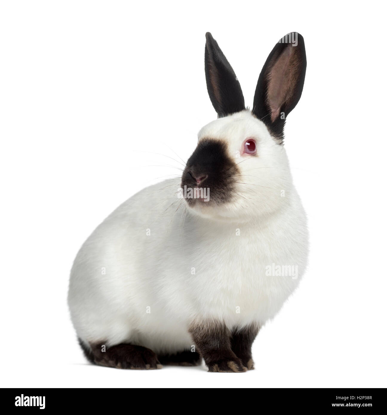 Russian rabbit isolated on white Stock Photo - Alamy