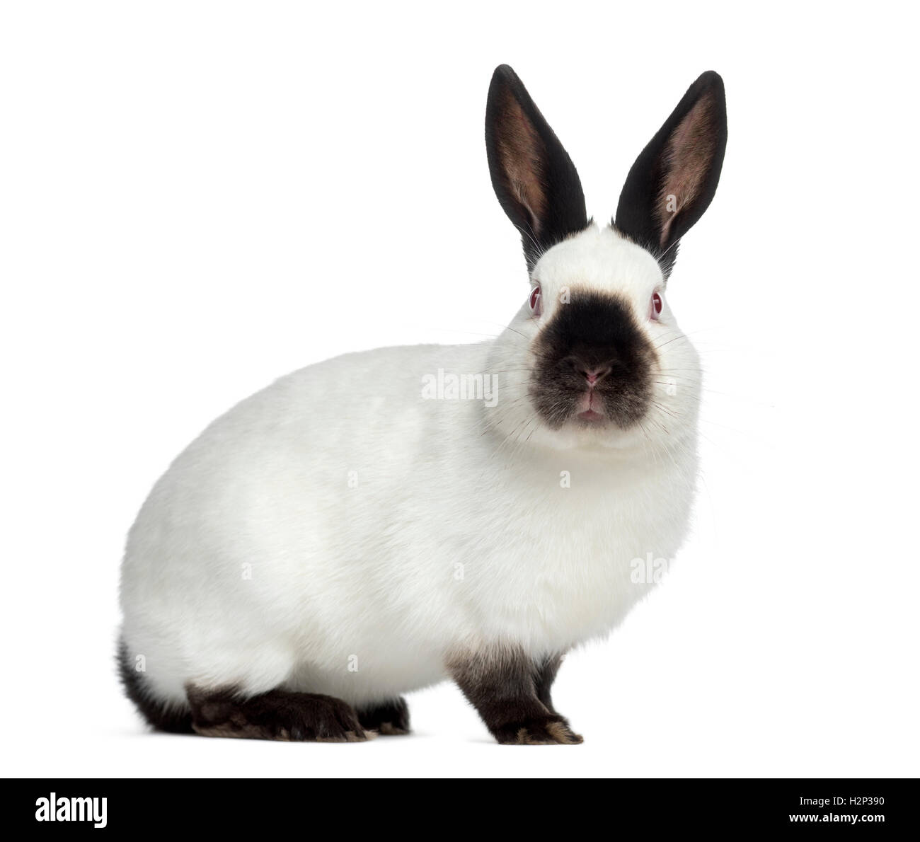 Side view of Russian rabbit isolated on white Stock Photo - Alamy