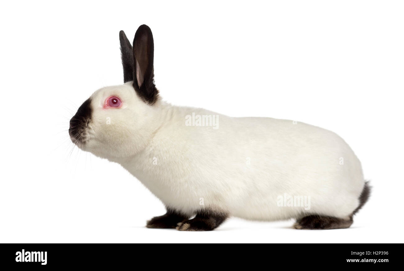Side view of Russian rabbit isolated on white Stock Photo - Alamy
