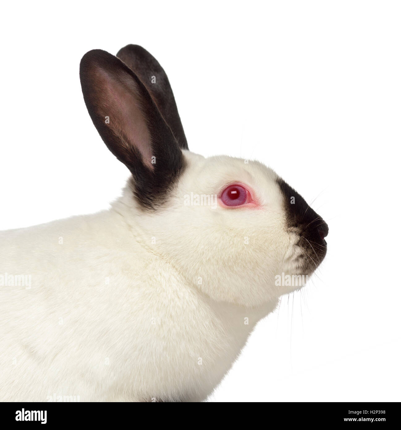 Side view of a close-up of Russian rabbit isolated on white Stock Photo ...