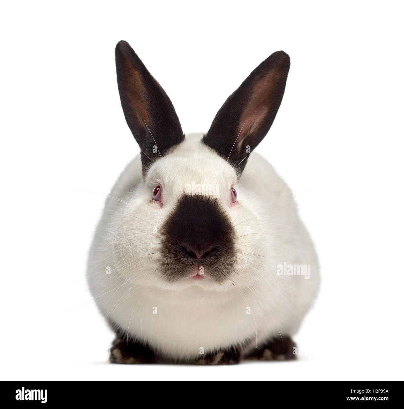 Front facing rabbit hi-res stock photography and images - Alamy