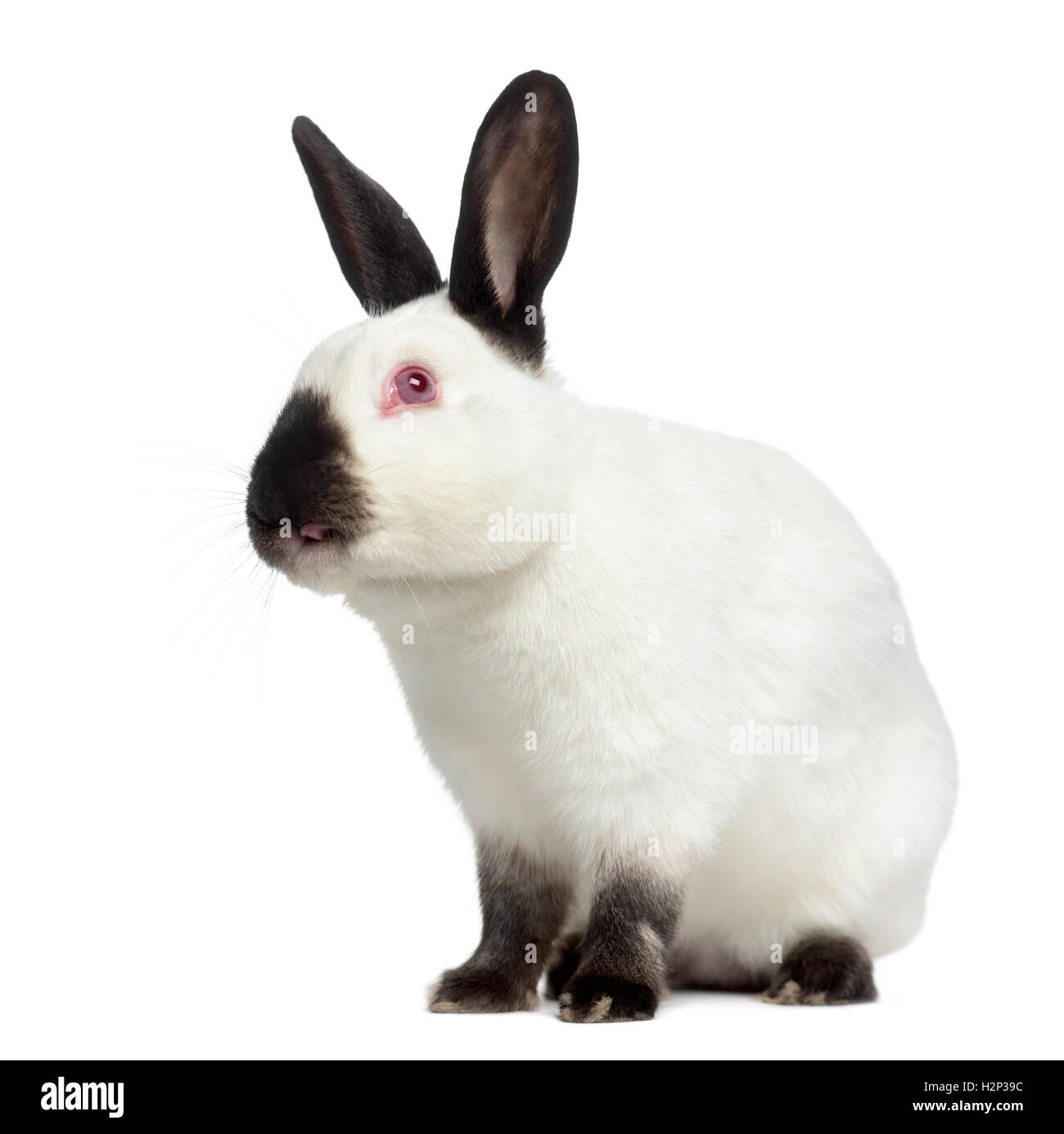 Russian rabbit looking up isolated on white Stock Photo - Alamy