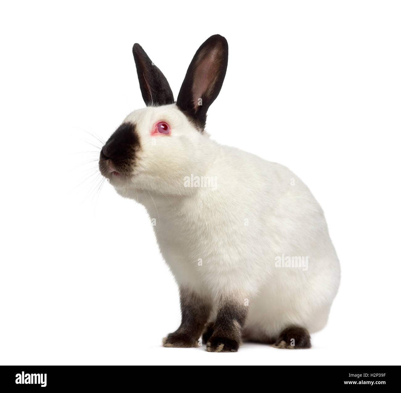Russian rabbit, looking up isolated on white Stock Photo - Alamy