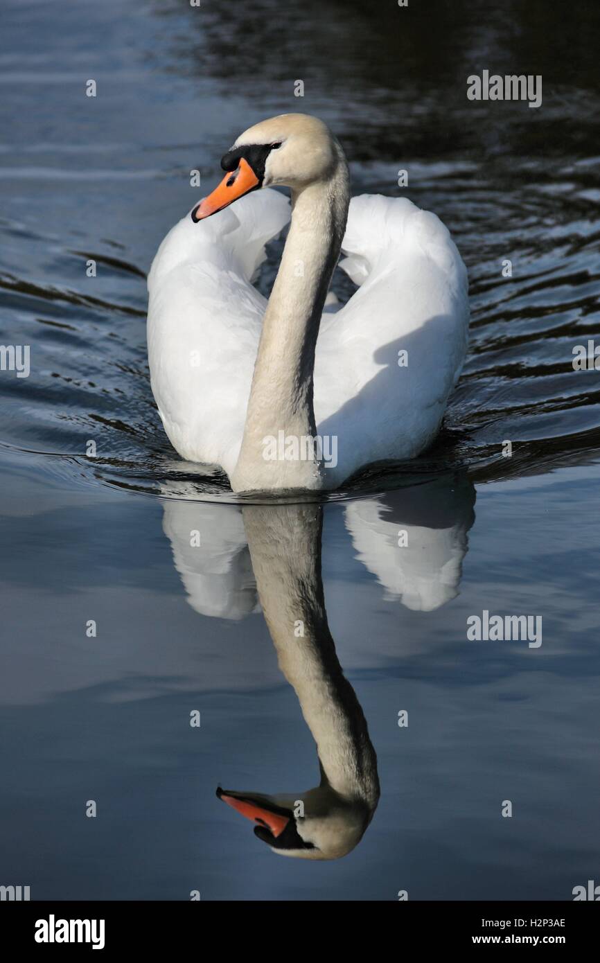 Mute swan reflection symmetry hi-res stock photography and images - Alamy