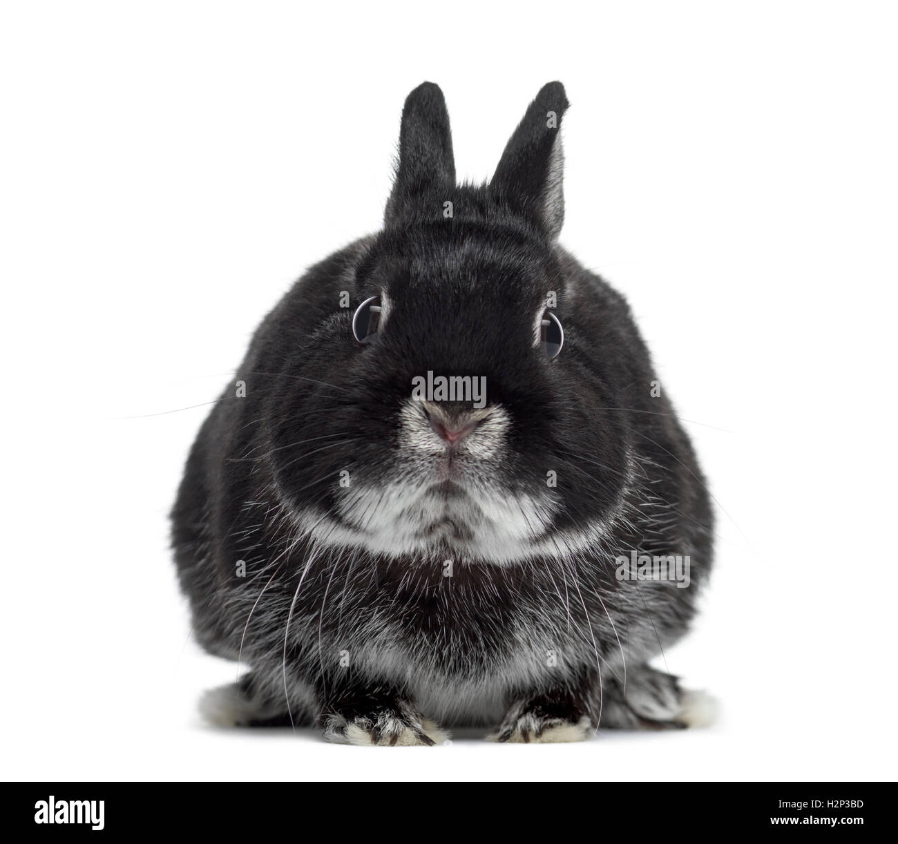 Front facing rabbit hi-res stock photography and images - Alamy