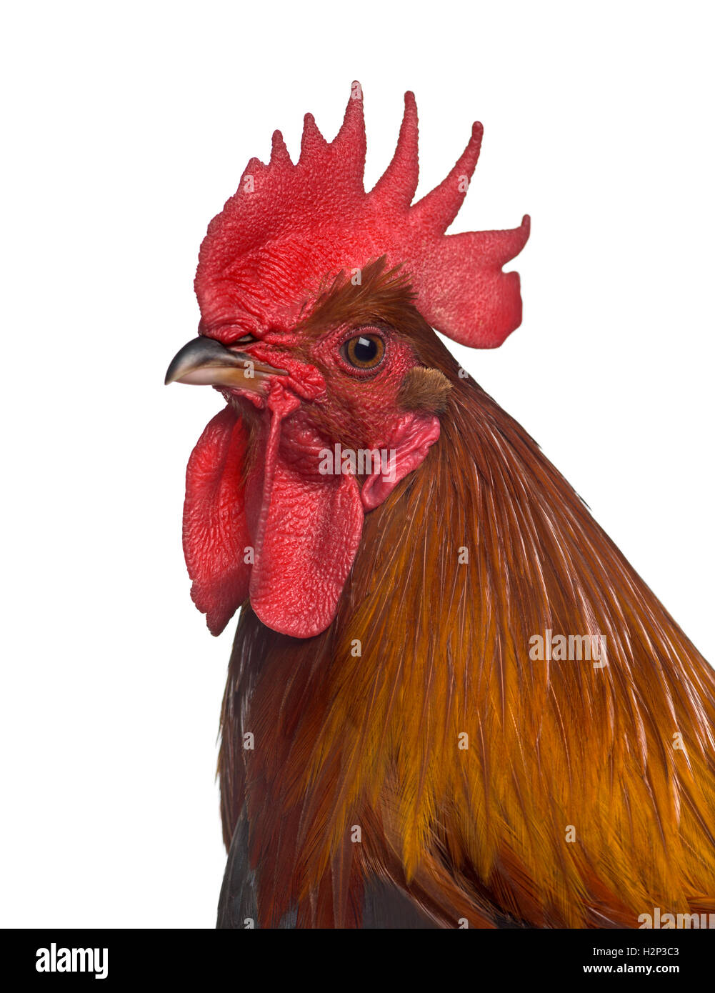 Close-up of a side view of a Ardennaise rooster isolated on white Stock ...