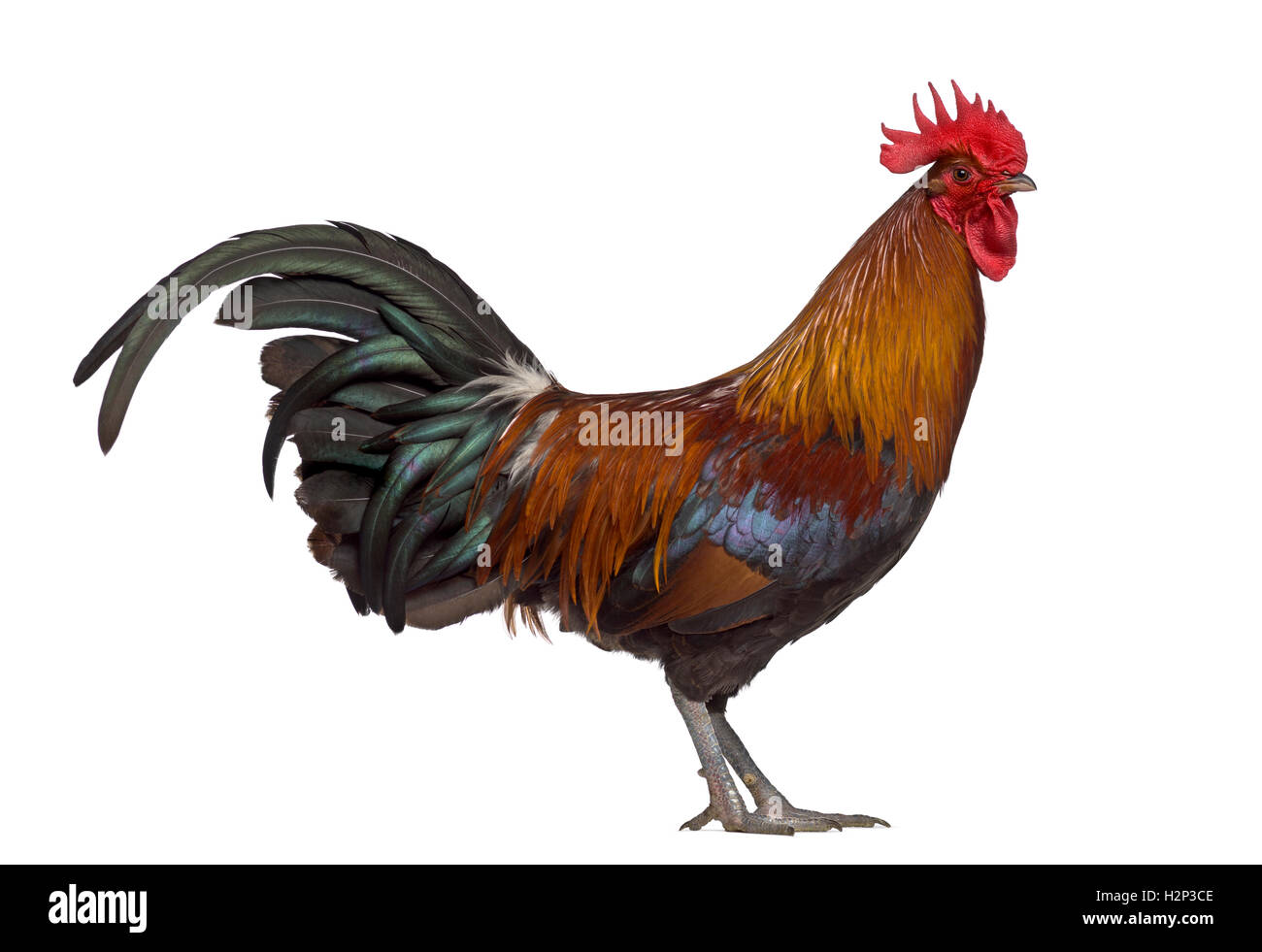 Side view of Ardennaise rooster isolated on white Stock Photo - Alamy