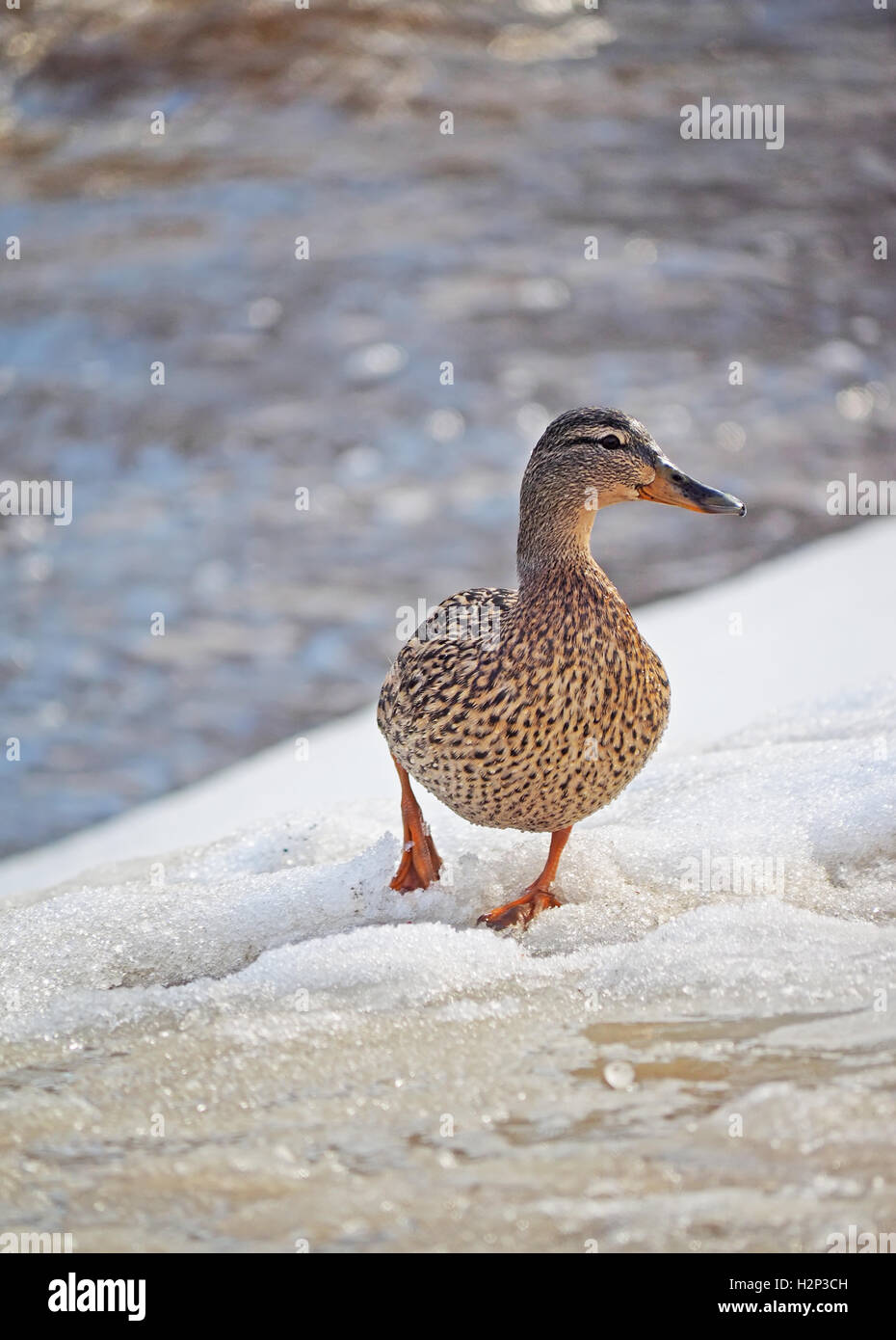 duck in the snow Stock Photo - Alamy