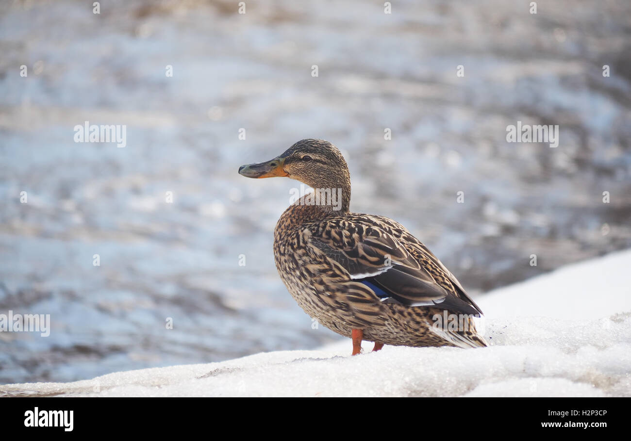 duck in the snow Stock Photo - Alamy