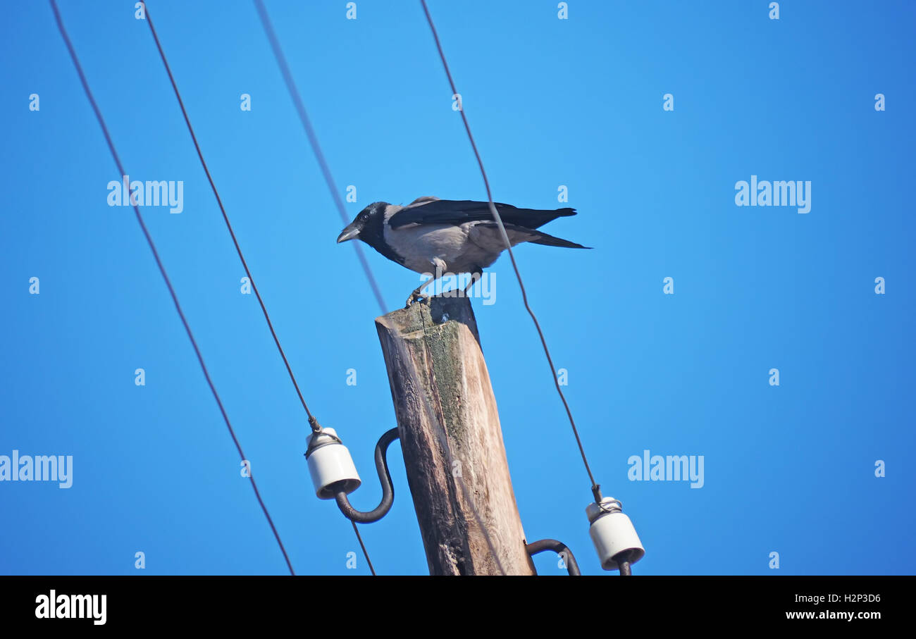 crow on an electric pole Stock Photo - Alamy