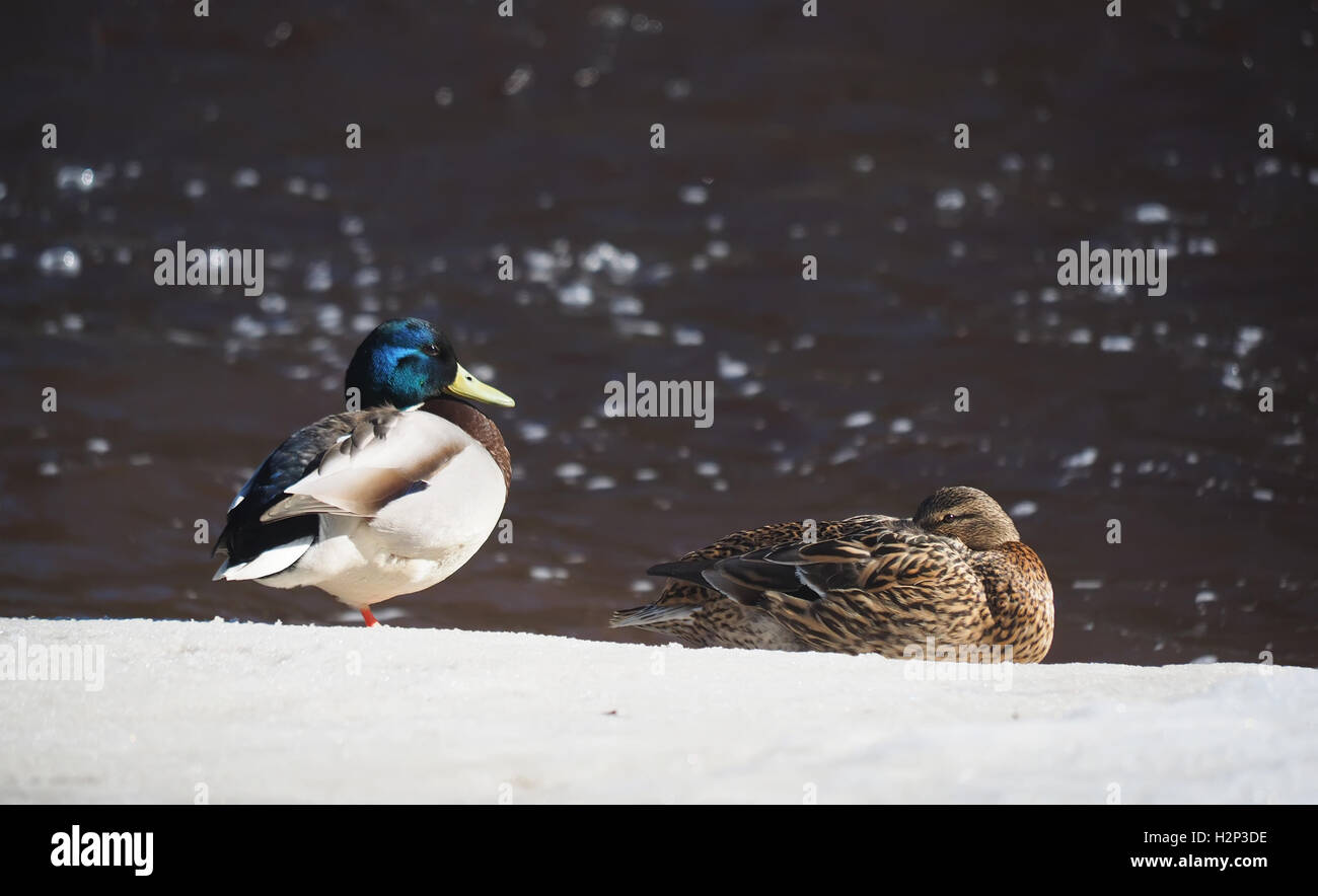 duck in the snow Stock Photo - Alamy