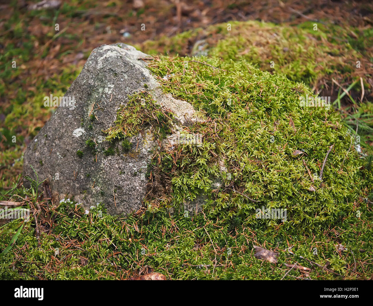 rock covered with moss in the forest Stock Photo - Alamy