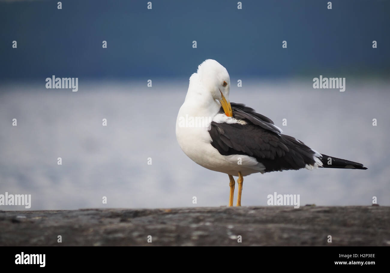 Seagull on the rock Stock Photo - Alamy