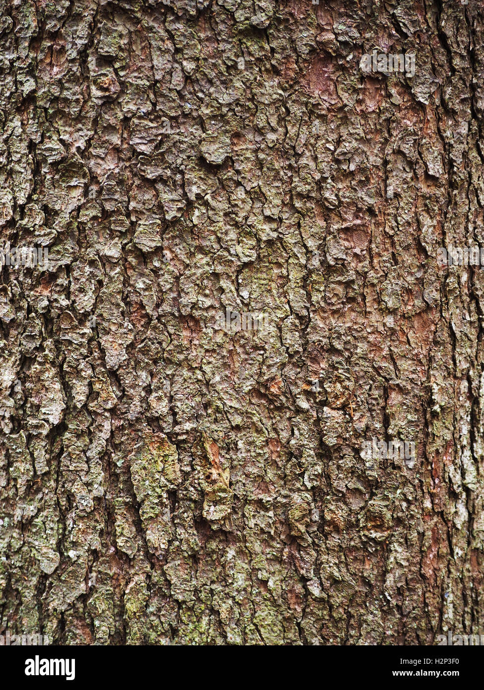 spruce bark. background Stock Photo - Alamy