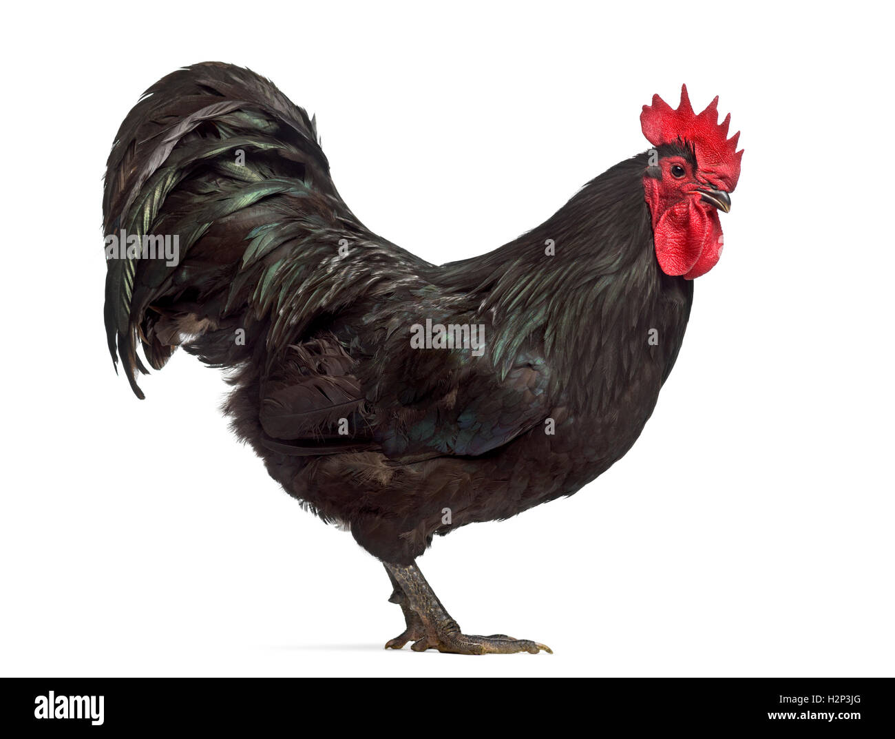Australorp rooster Cut Out Stock Images & Pictures - Alamy