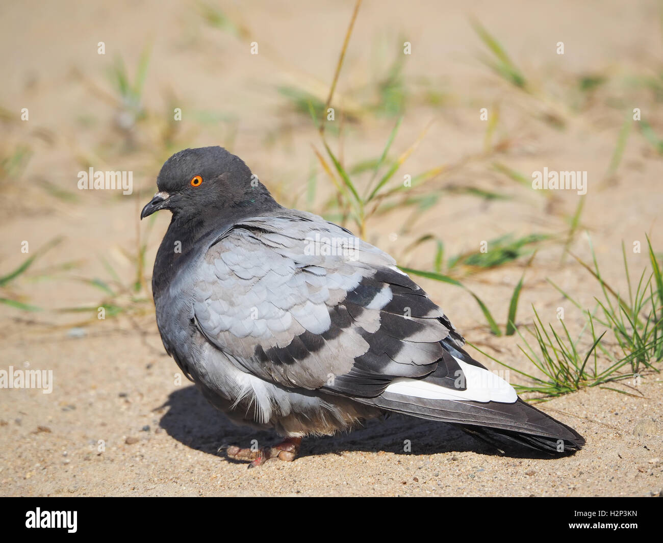 Dove on the beach Stock Photo - Alamy