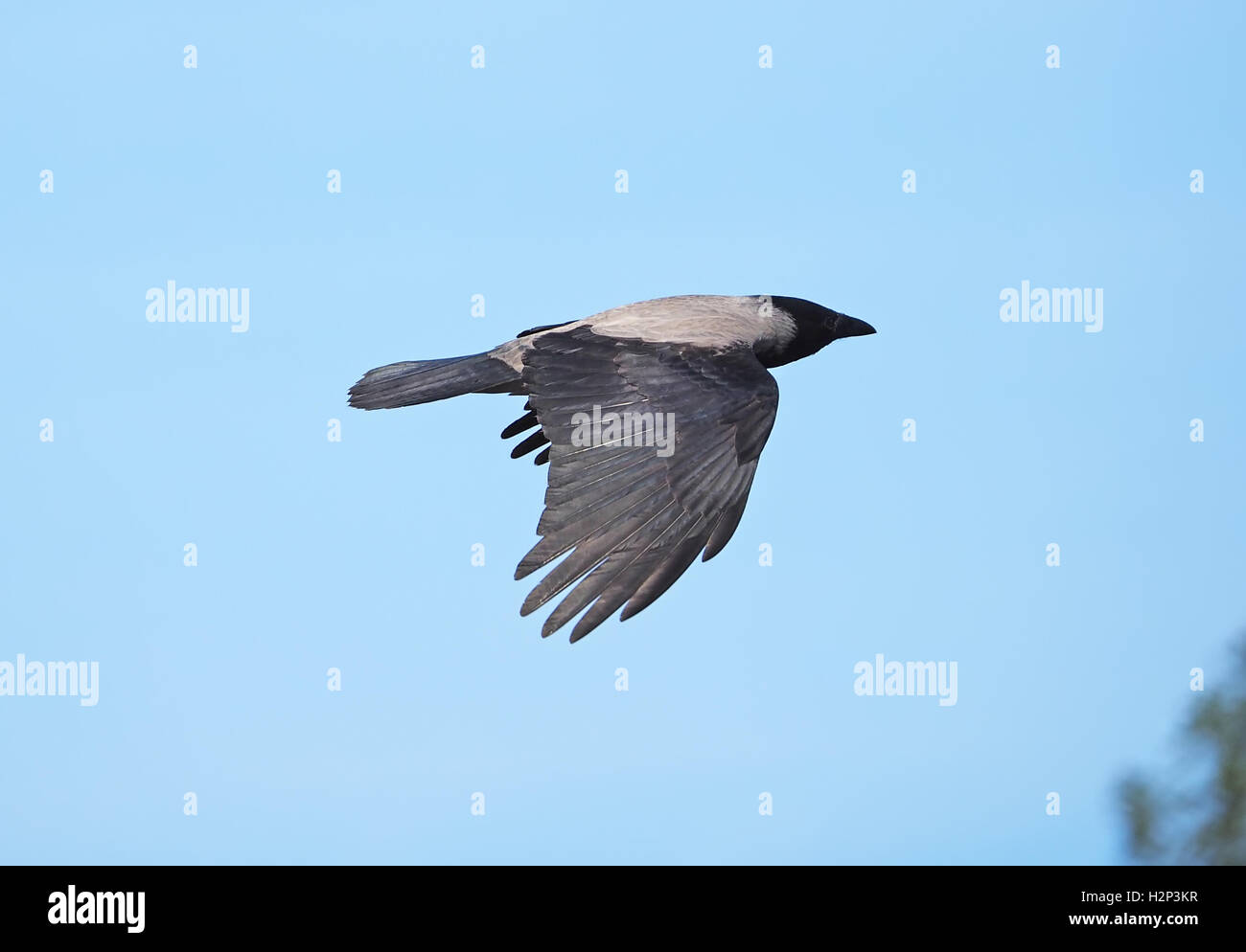 crow in flight Stock Photo - Alamy