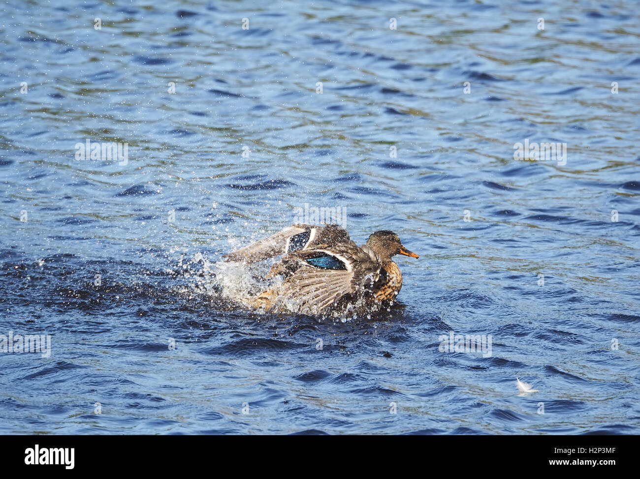 duck on the water Stock Photo - Alamy