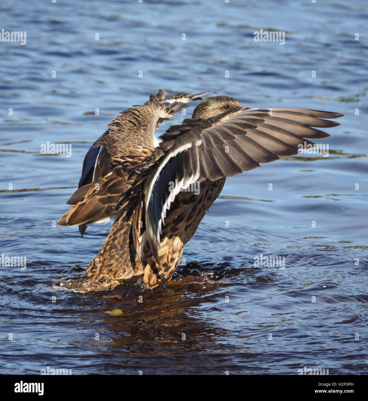 duck on the water Stock Photo - Alamy