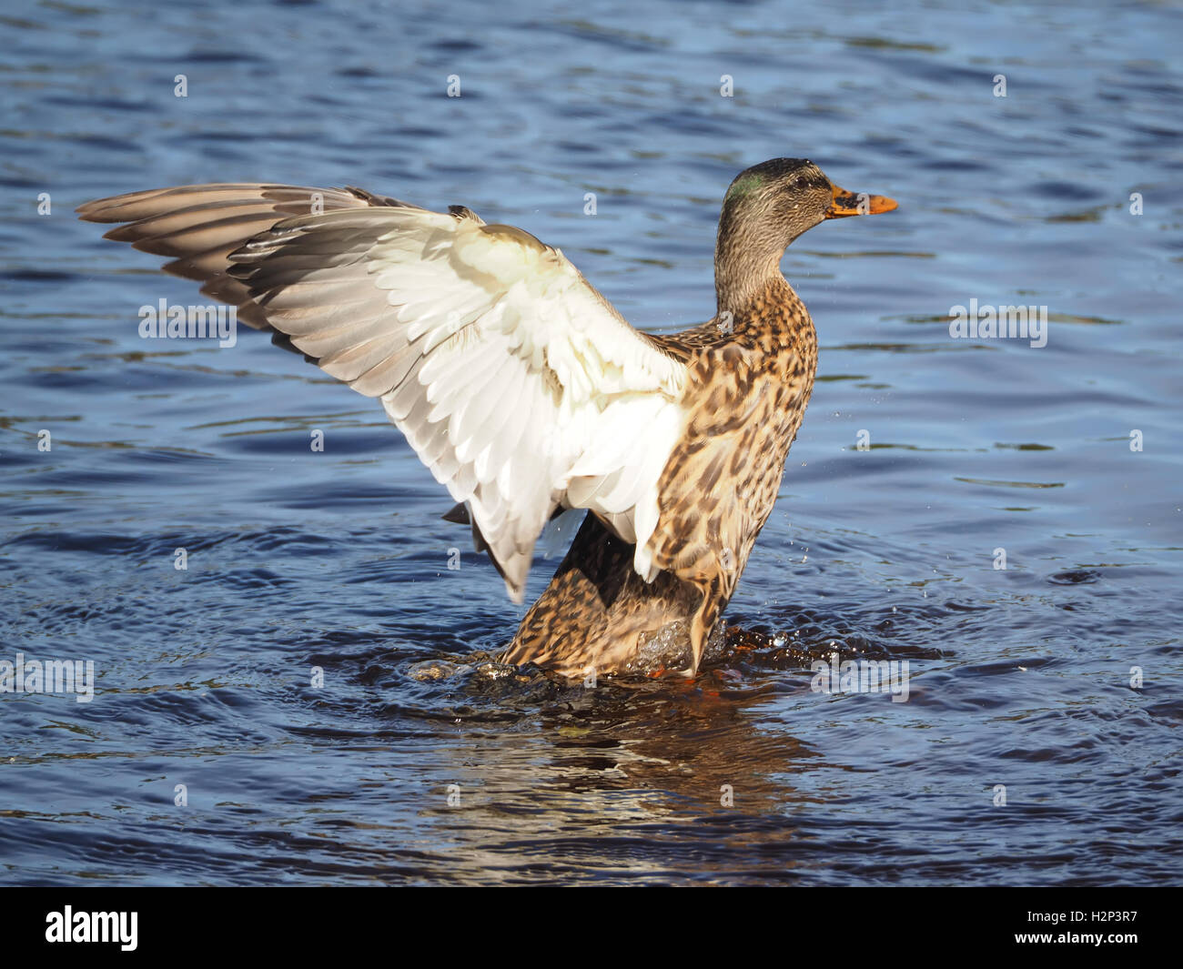 duck on the water Stock Photo - Alamy