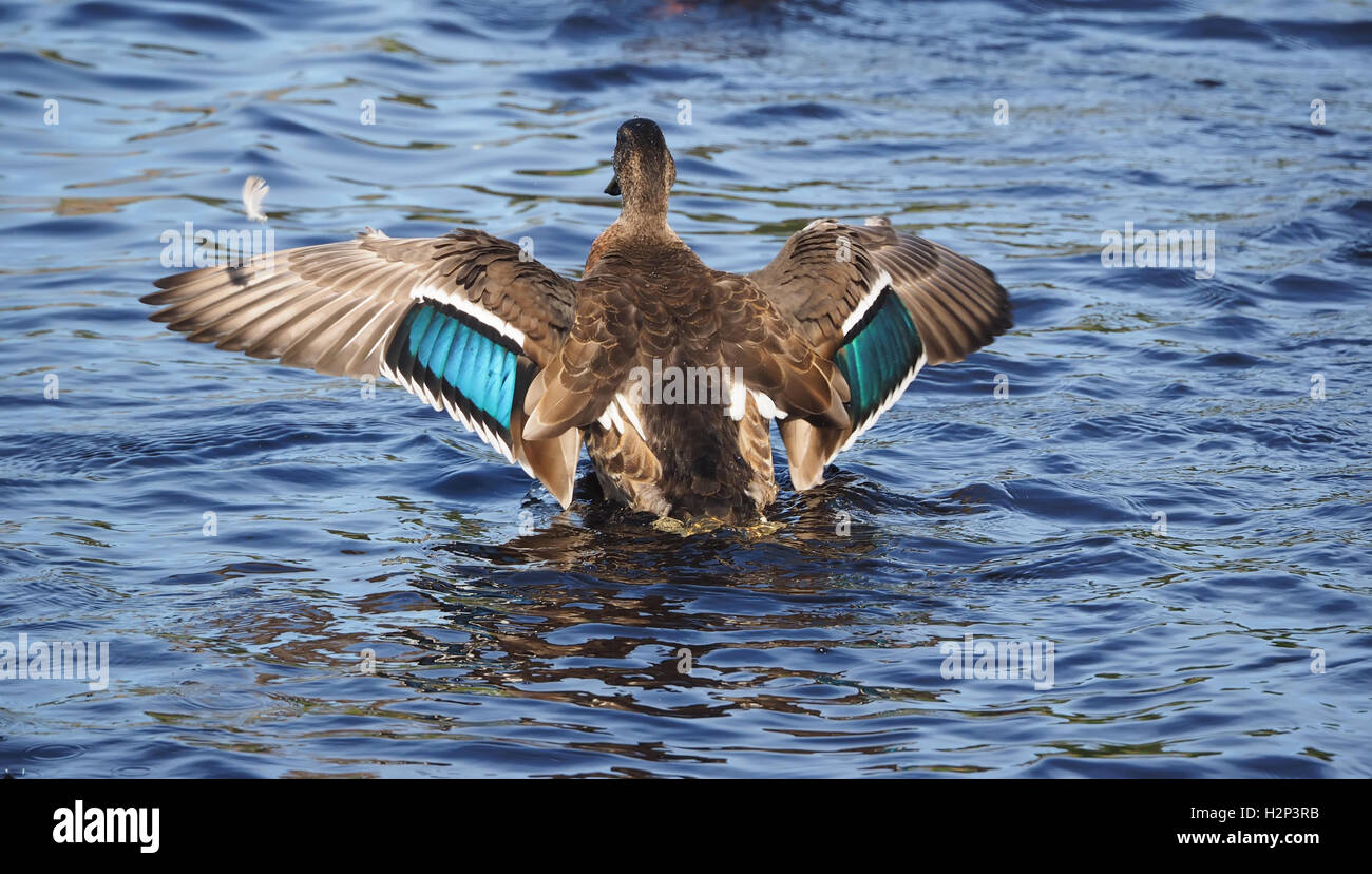 duck on the water Stock Photo - Alamy