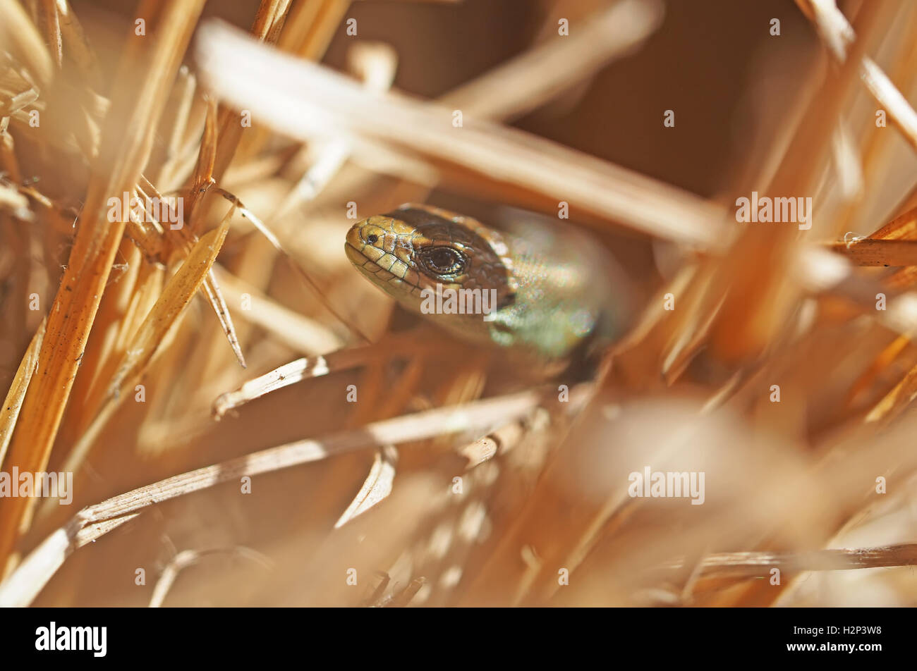 Lizard in the dry grass Stock Photo - Alamy