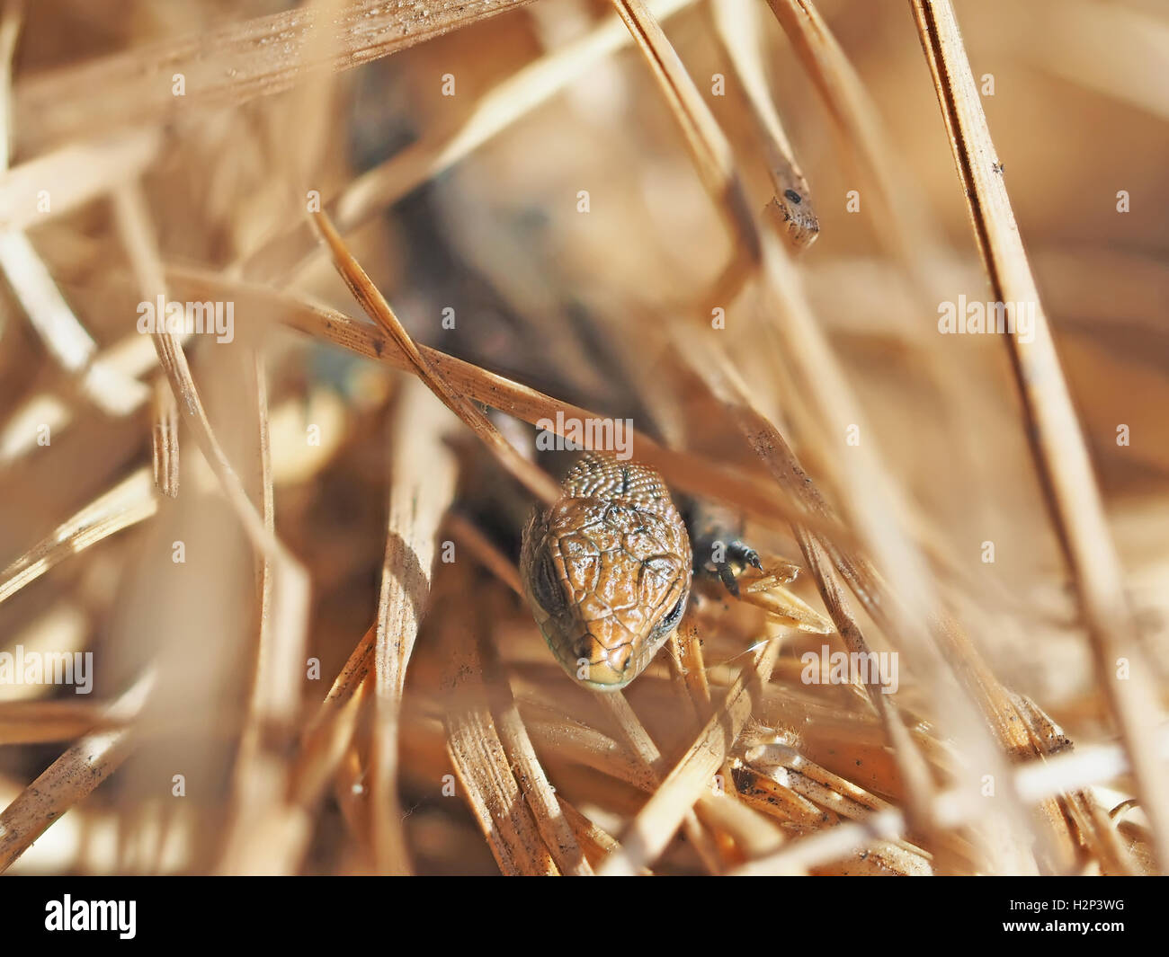 Lizard in the dry grass Stock Photo - Alamy