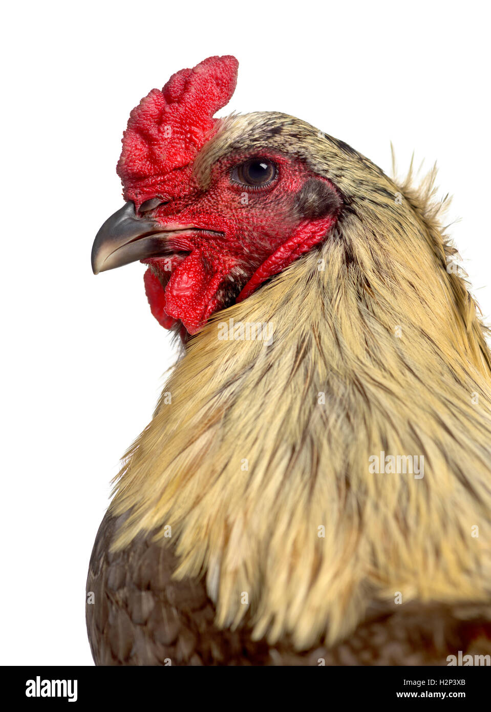 Gamecock hi-res stock photography and images - Alamy