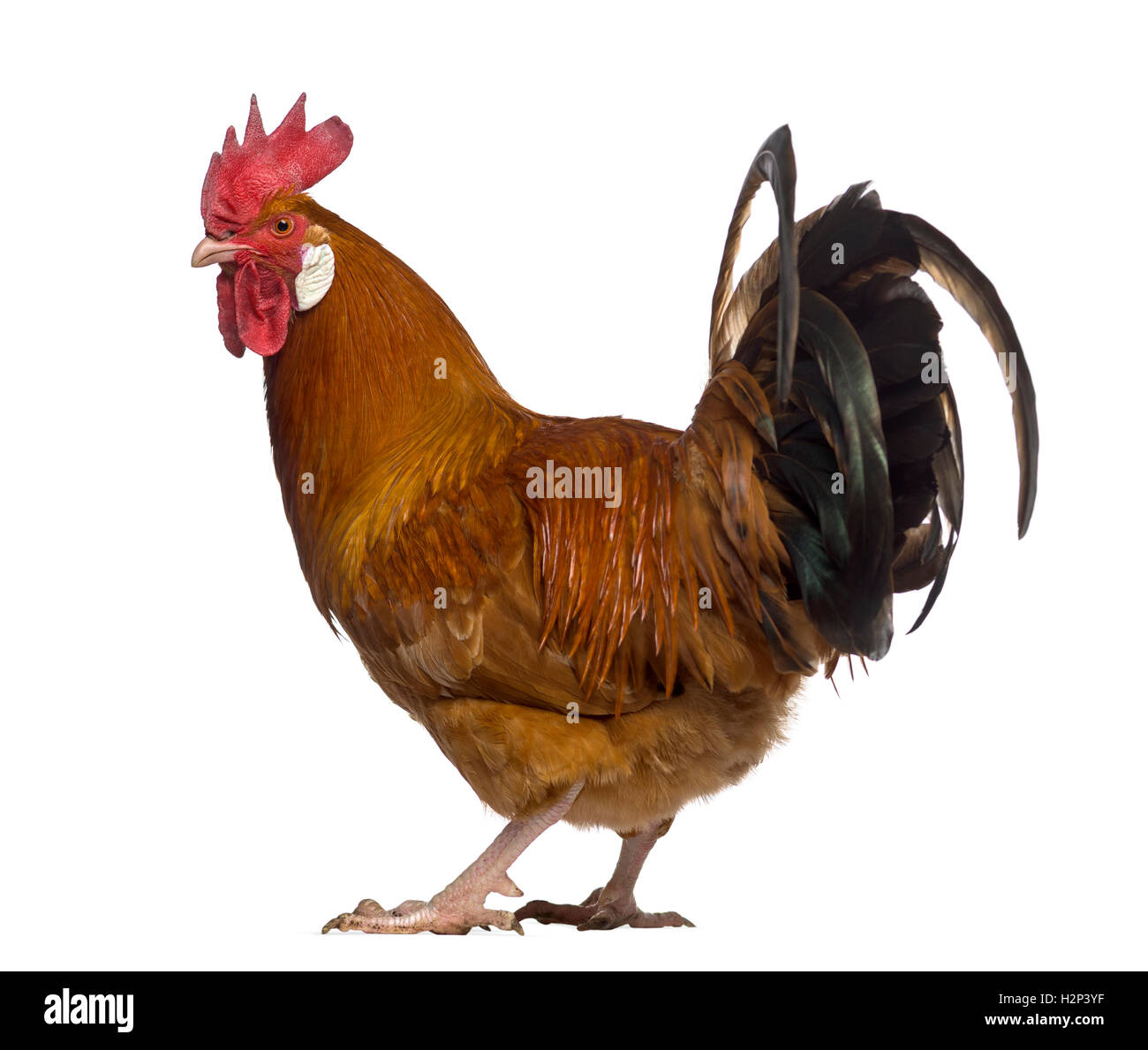 Back view of a Fauve de Hesbaye rooster isolated on white Stock Photo ...