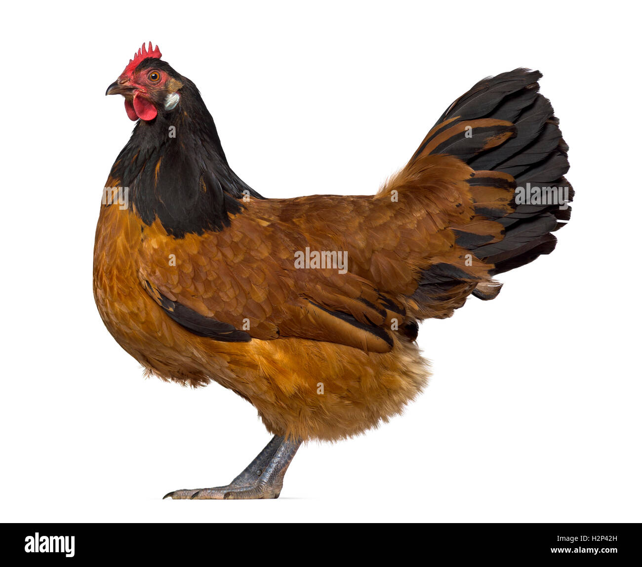 Side view of a Vorwerk chicken isolated on white Stock Photo - Alamy
