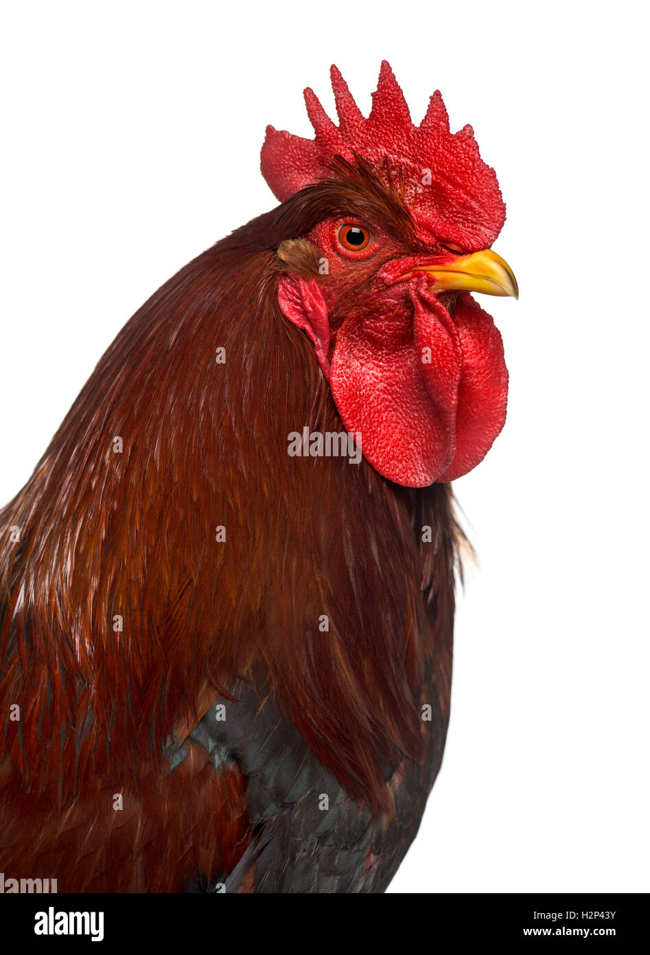 Close-up Welsummer Dutch rooster isolated on white Stock Photo - Alamy