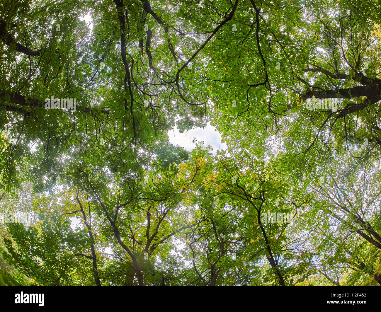 the trees in the fall from the bottom up Stock Photo - Alamy