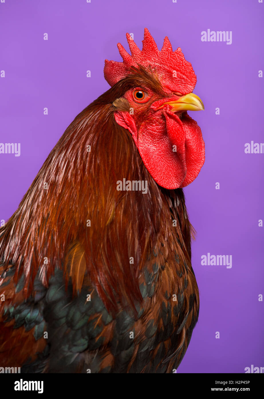 Close-up of a Welsummer Dutch rooster against Purple background Stock ...