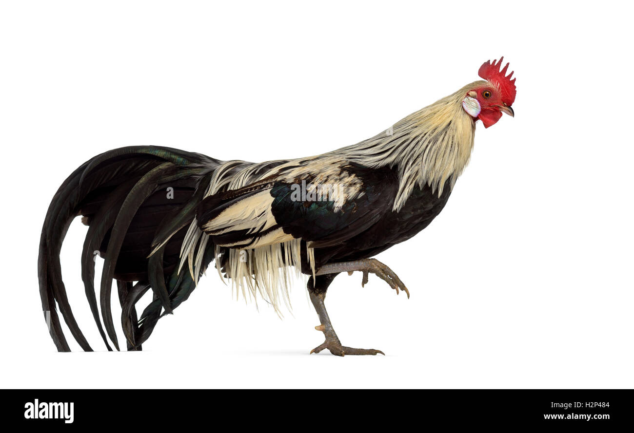 Farm chicken walking on Cut Out Stock Images & Pictures - Alamy