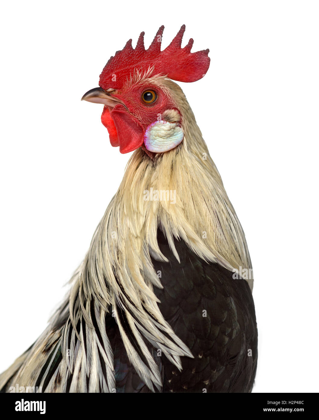 White phoenix rooster hi-res stock photography and images - Alamy
