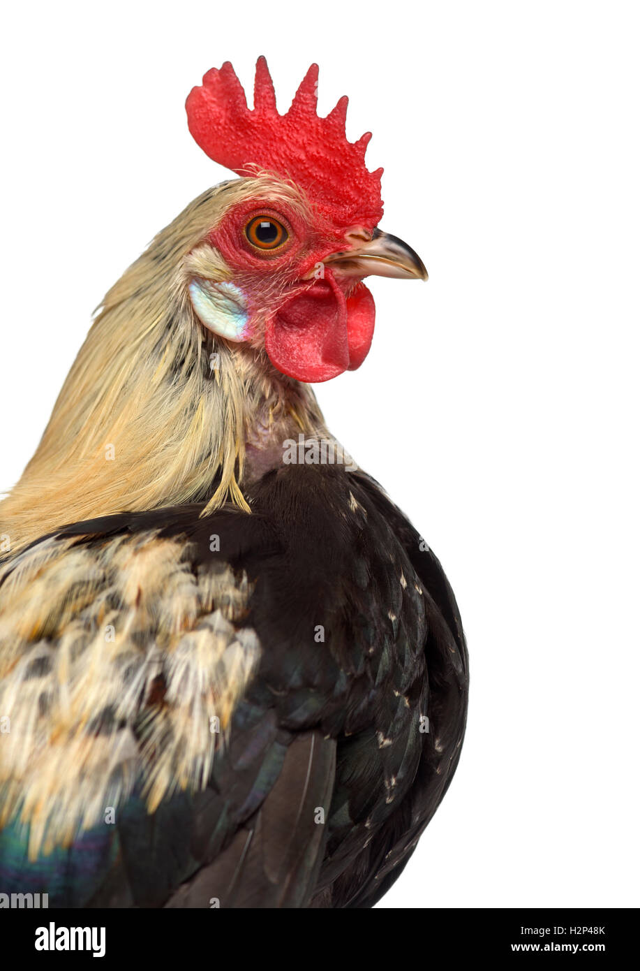 Close-up of a side view of a Phoenix chicken isolated on white Stock ...