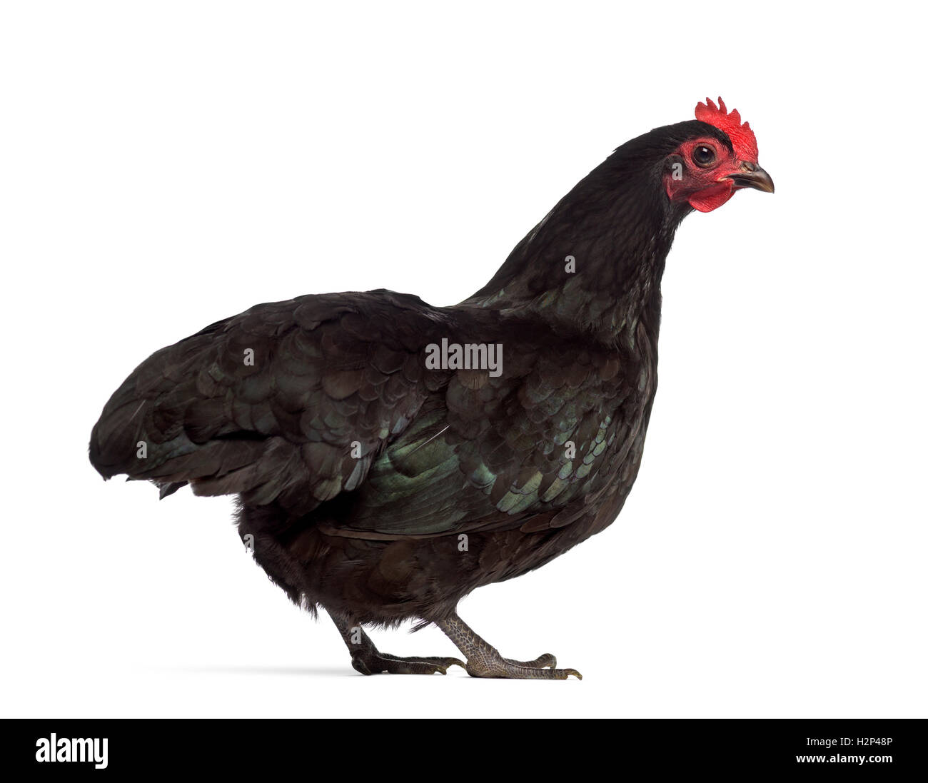 Rear view of Australorp chicken isolated on white Stock Photo - Alamy