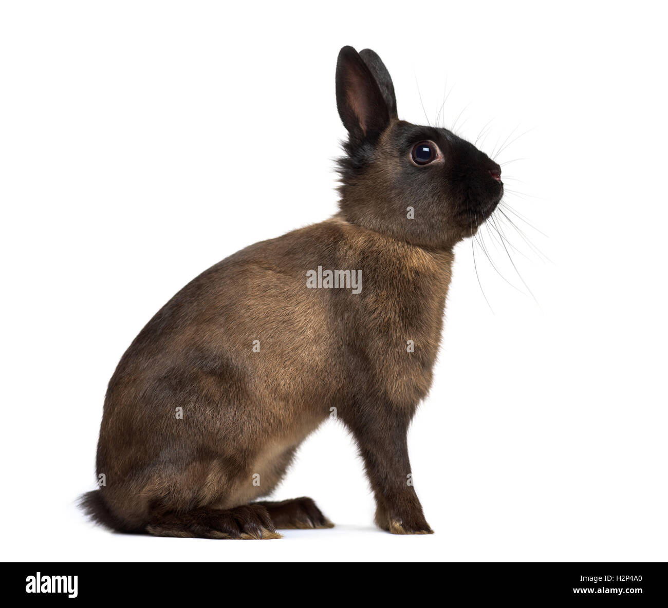 Side view of an Alaska rabbit isolated on white Stock Photo - Alamy