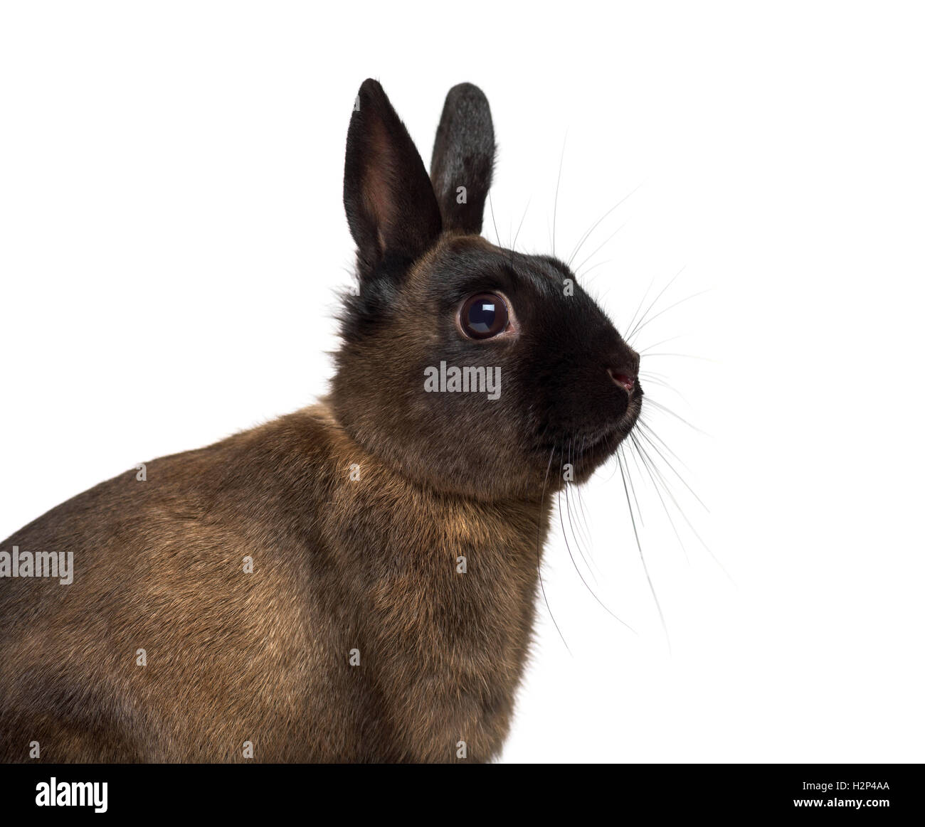 Close-up of an Alaska rabbit isolated on white Stock Photo - Alamy