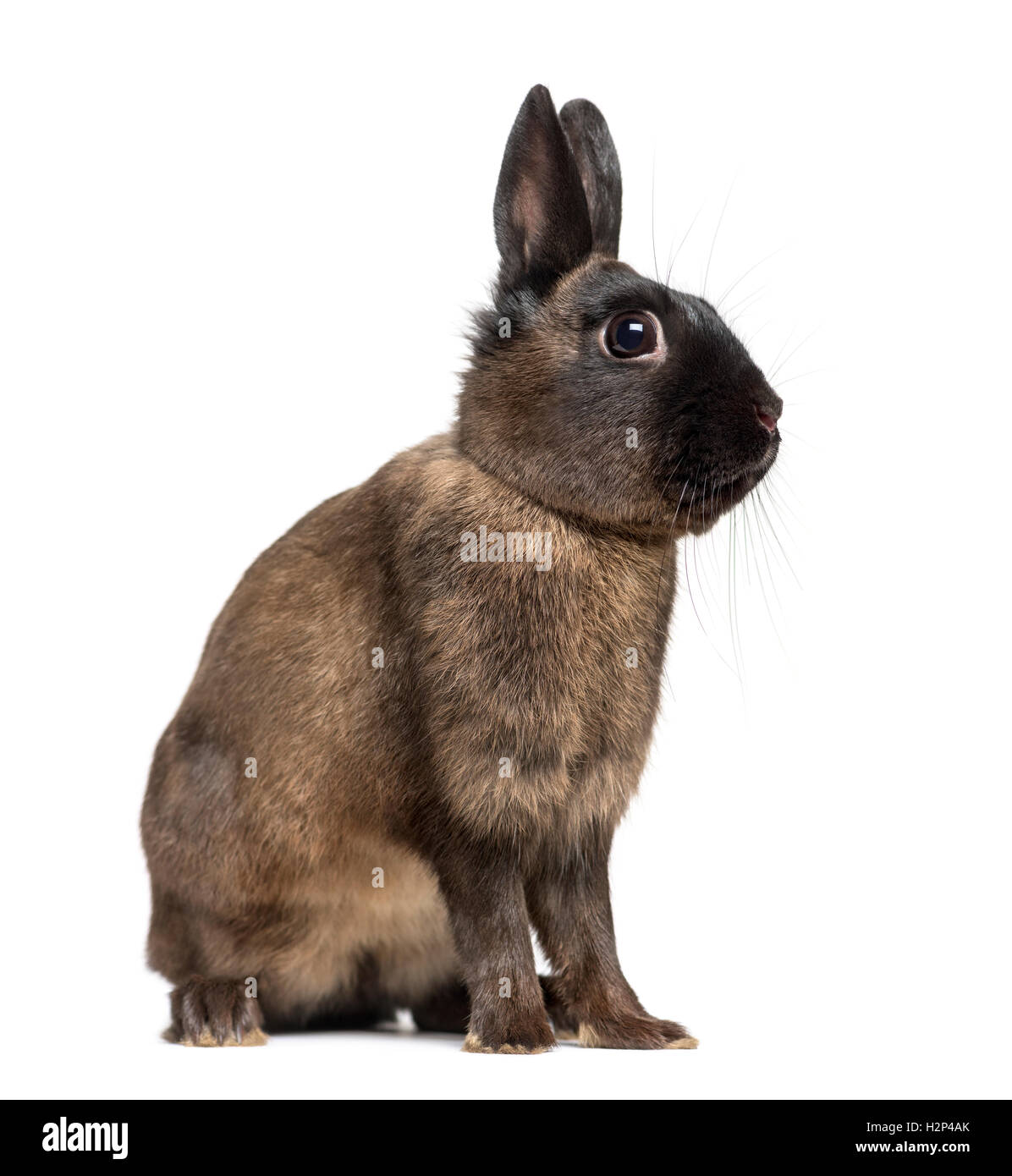 Rabbit side view hi-res stock photography and images - Alamy