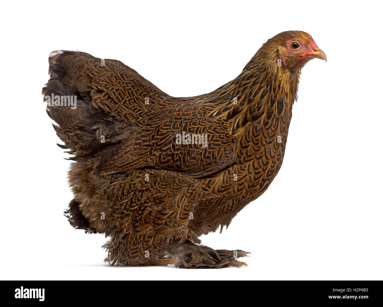 Side view of a Brahma hen isolated on white Stock Photo - Alamy