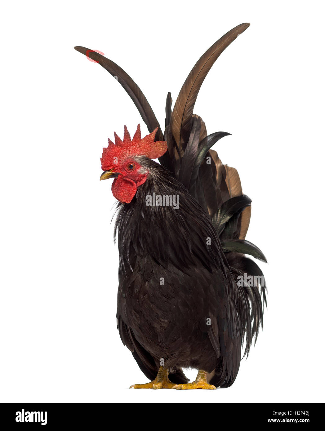 Japanese bantam hi-res stock photography and images - Alamy