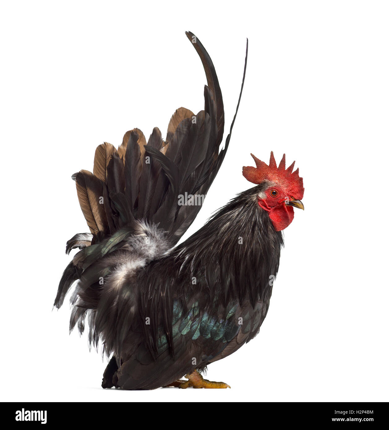 Japanese bantam hi-res stock photography and images - Alamy